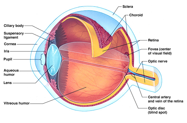 Basic Information About Glaucoma